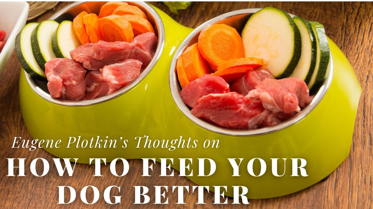 Eugene Plotkin’s Thoughts on How To Feed Your Dog Better - YouTube