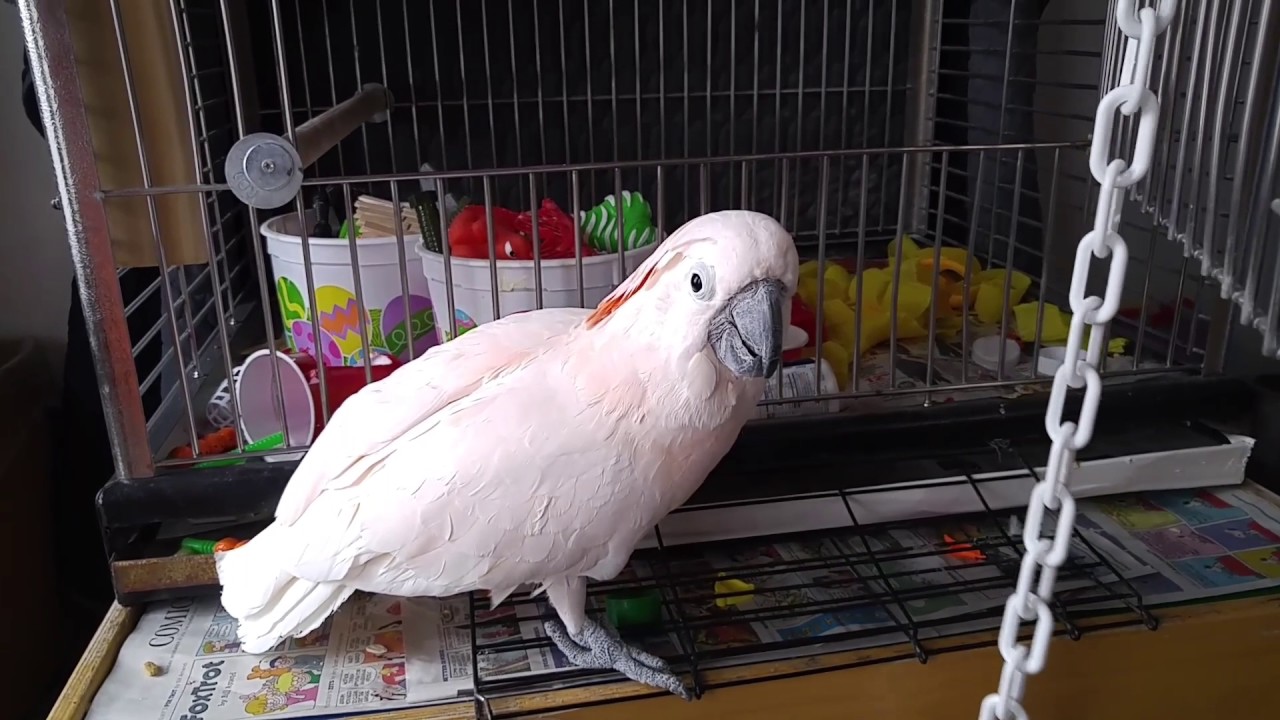 Max Rattling My Chain - YouTube