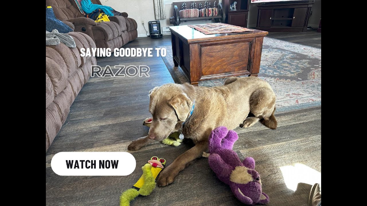 Saying Goodbye is Hard. We Will Miss You Razor. - YouTube
