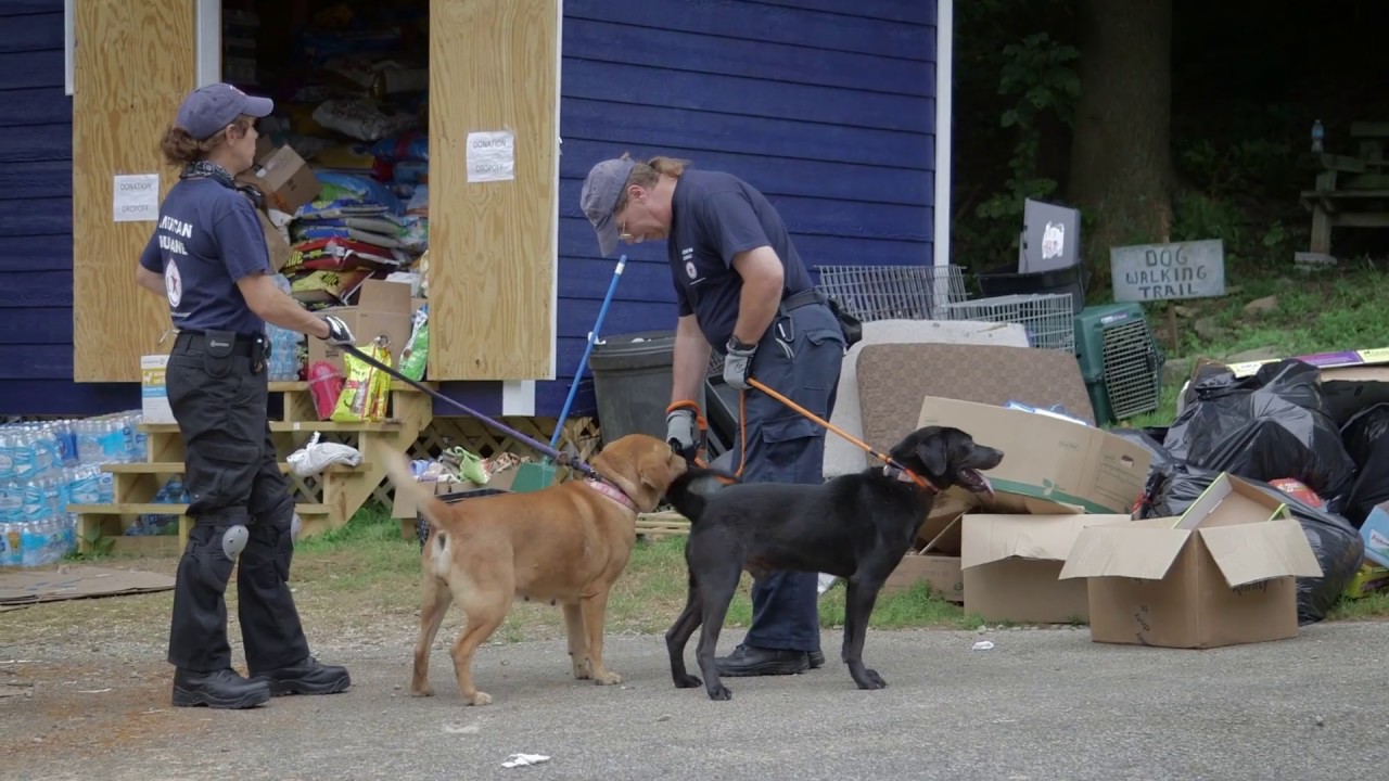 American Humane West Virginia Rescue Mission July 2016 - YouTube