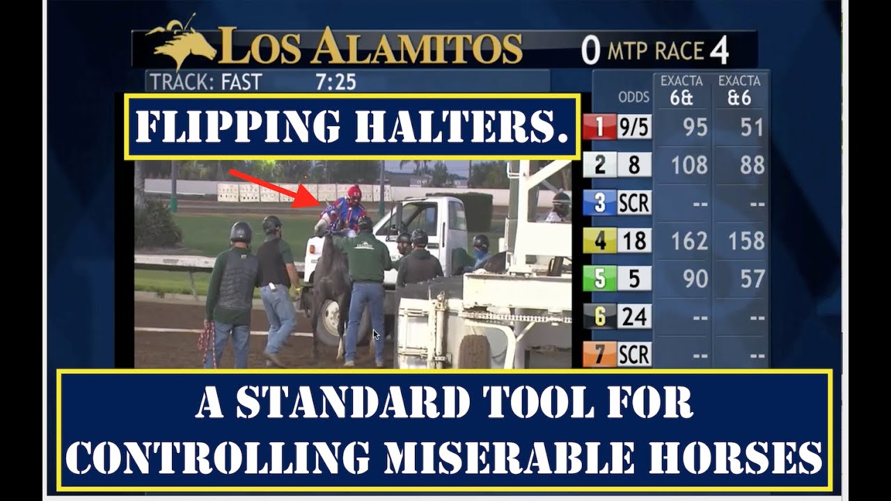 FLIPPING HALTERS and STUCK STARTING GATES - YouTube