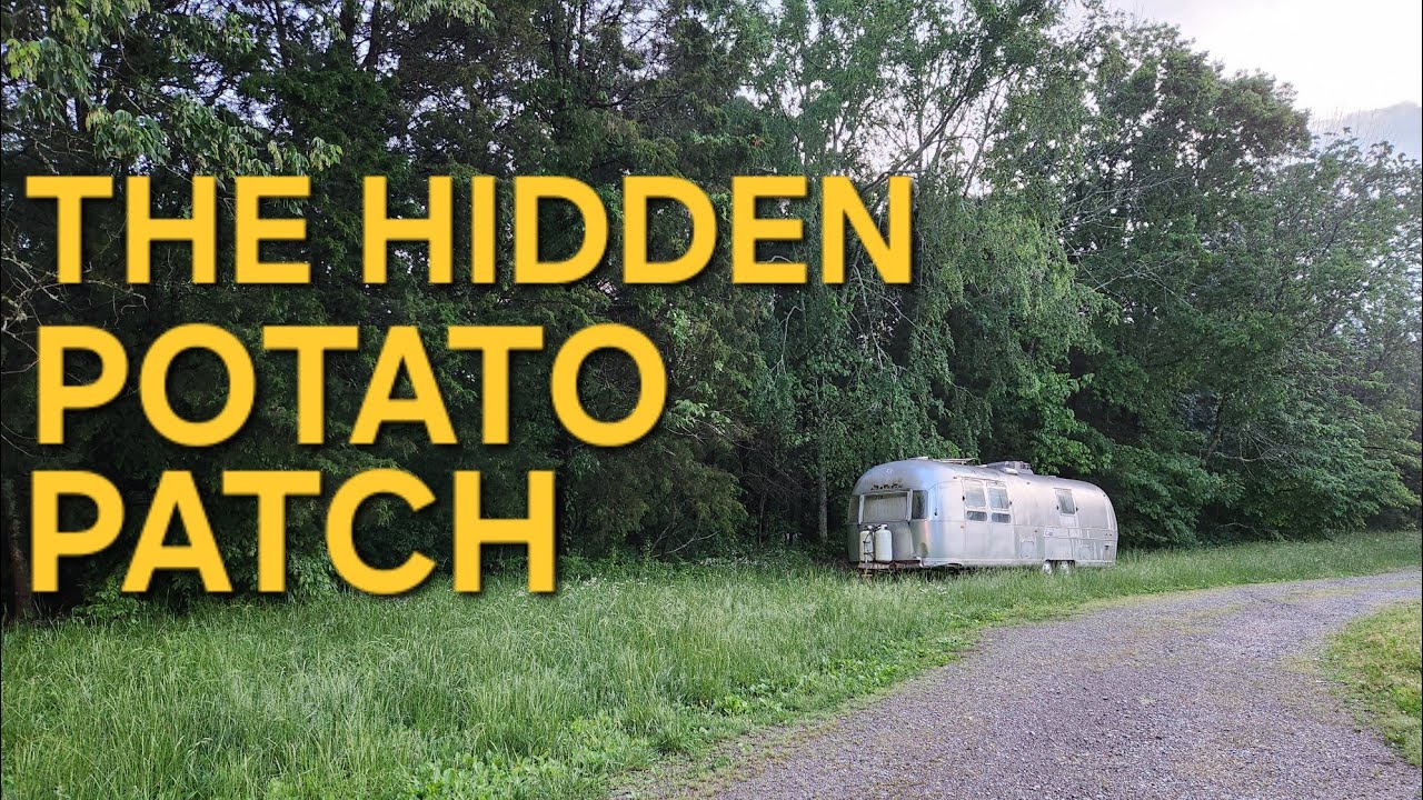 The hidden potato patch vegetable gardens on the homestead - YouTube