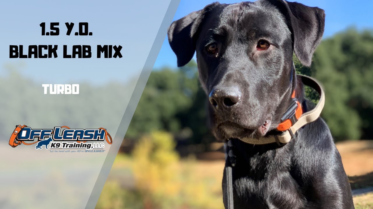 BLACK LAB MIX / DOG TRAINING - YouTube