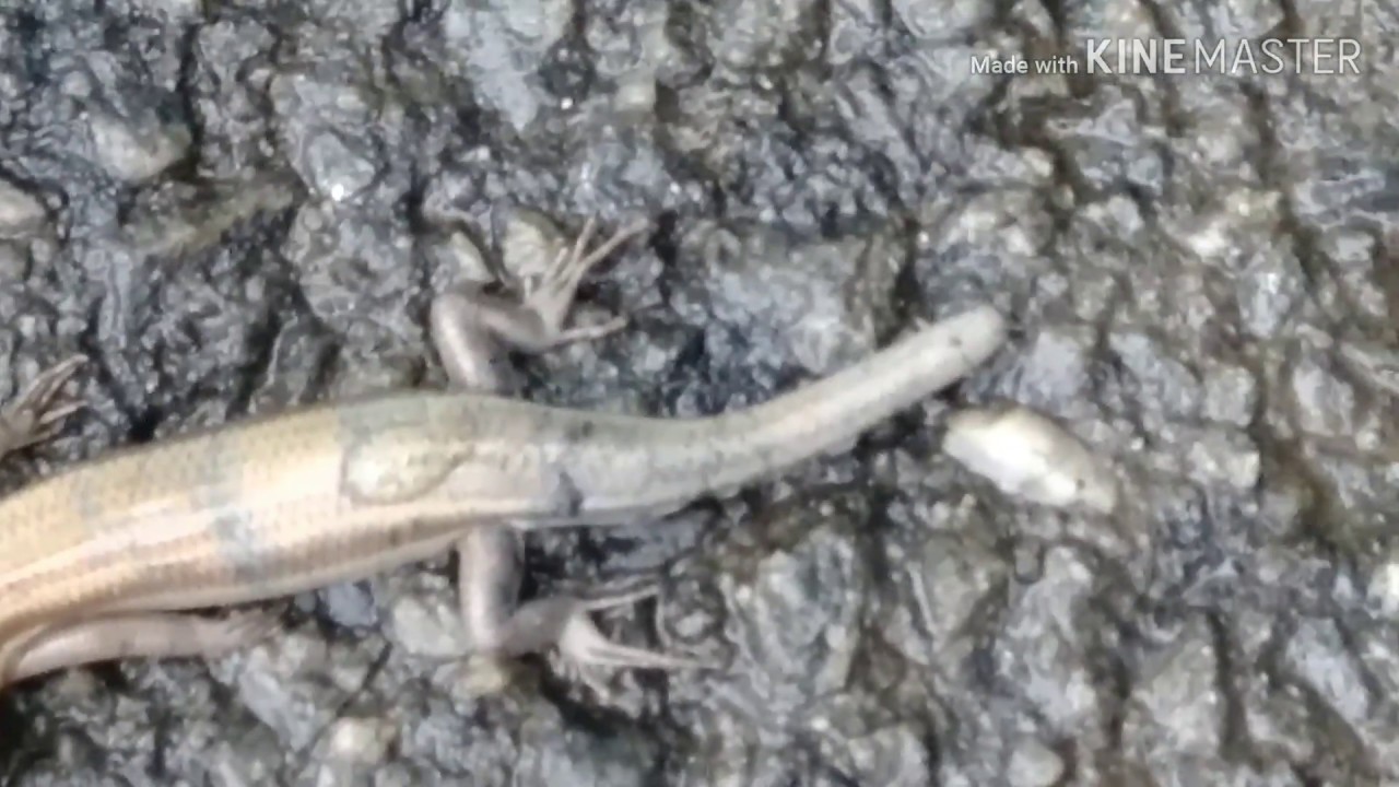 Brave wilderness lizard - YouTube