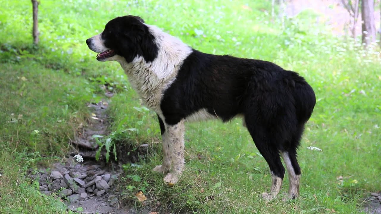 Tajik shepherd dog (Sagi dahmarda) from Iskodar village. - YouTube