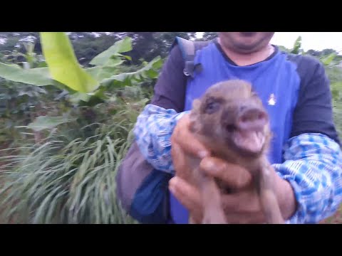 Niat Dapat Babi Besar Malah Dapat Bayi Babi