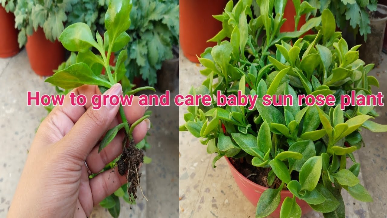 How to grow and care baby sun rose plant 🌿🌞🌹 - YouTube