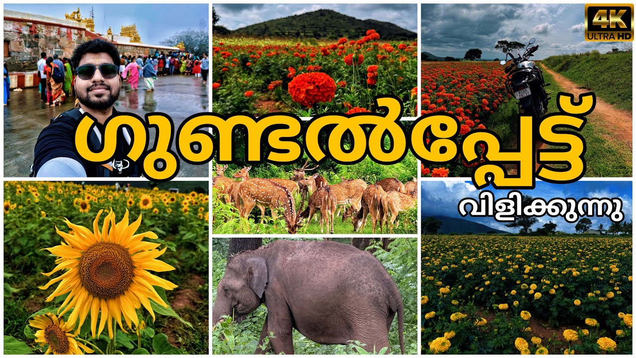 🌸 Exploring Gundlupet & Bandipur | Flower Farms, Himavad Gopalaswami ...
