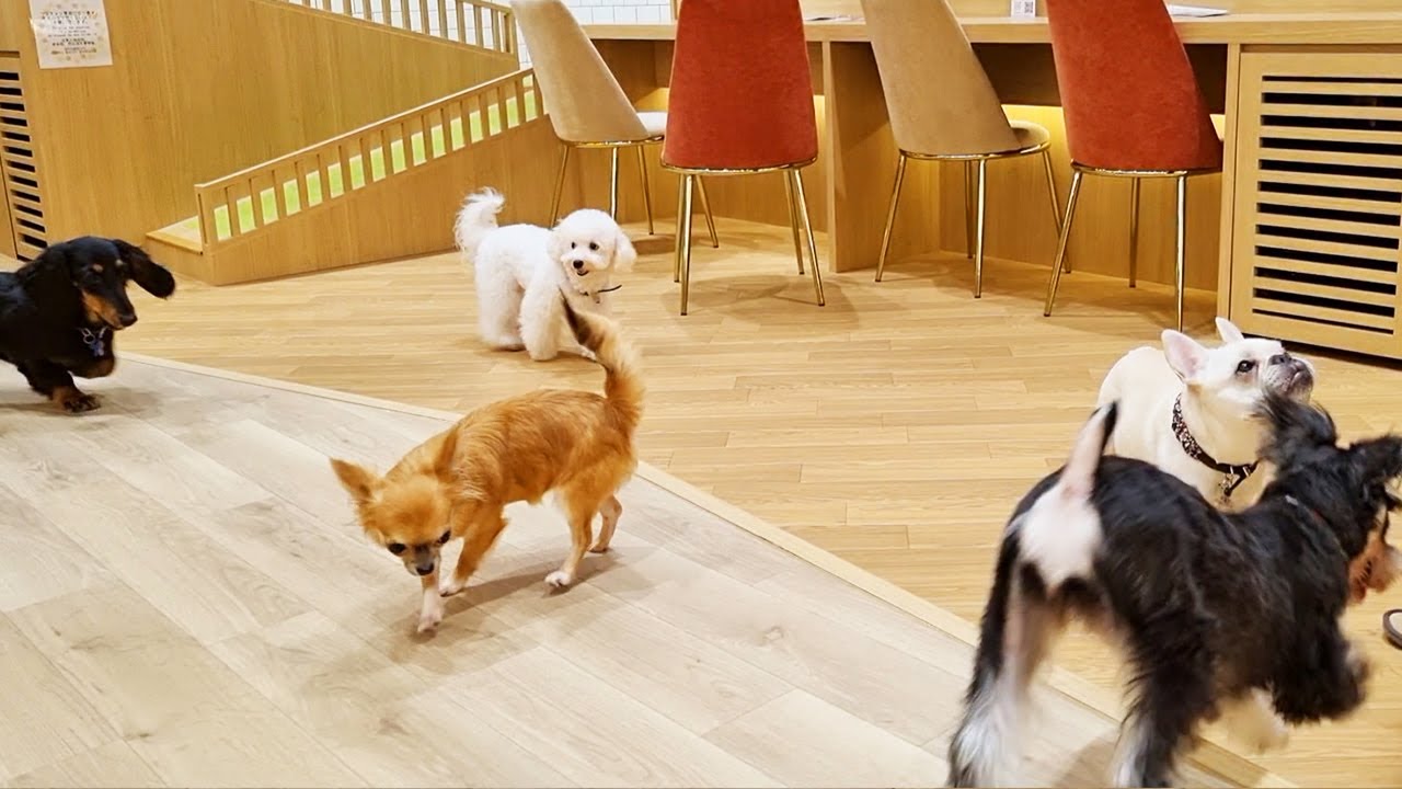 Inside of a Dog Cafe in Asakusa, Tokyo Japan - YouTube