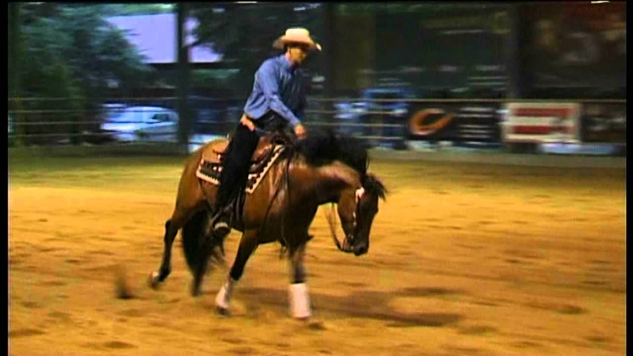 Tom Van Eyck 4yo Austrian Derby champion for sale - YouTube