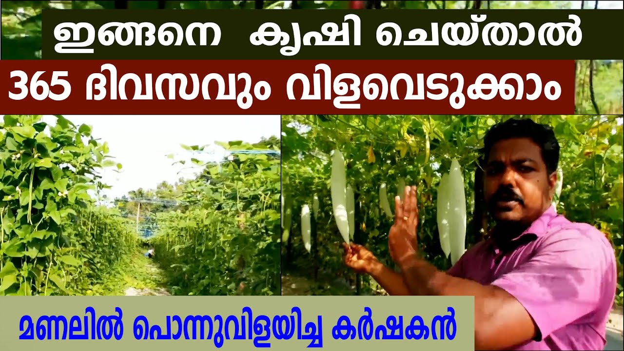 മണലിൽ പൊന്നുവിളയിച്ച കർഷകൻ /Variety Farmer sujith - YouTube