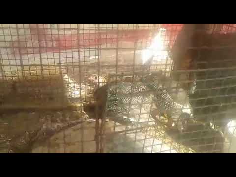 #Kinni Chicken..... - YouTube