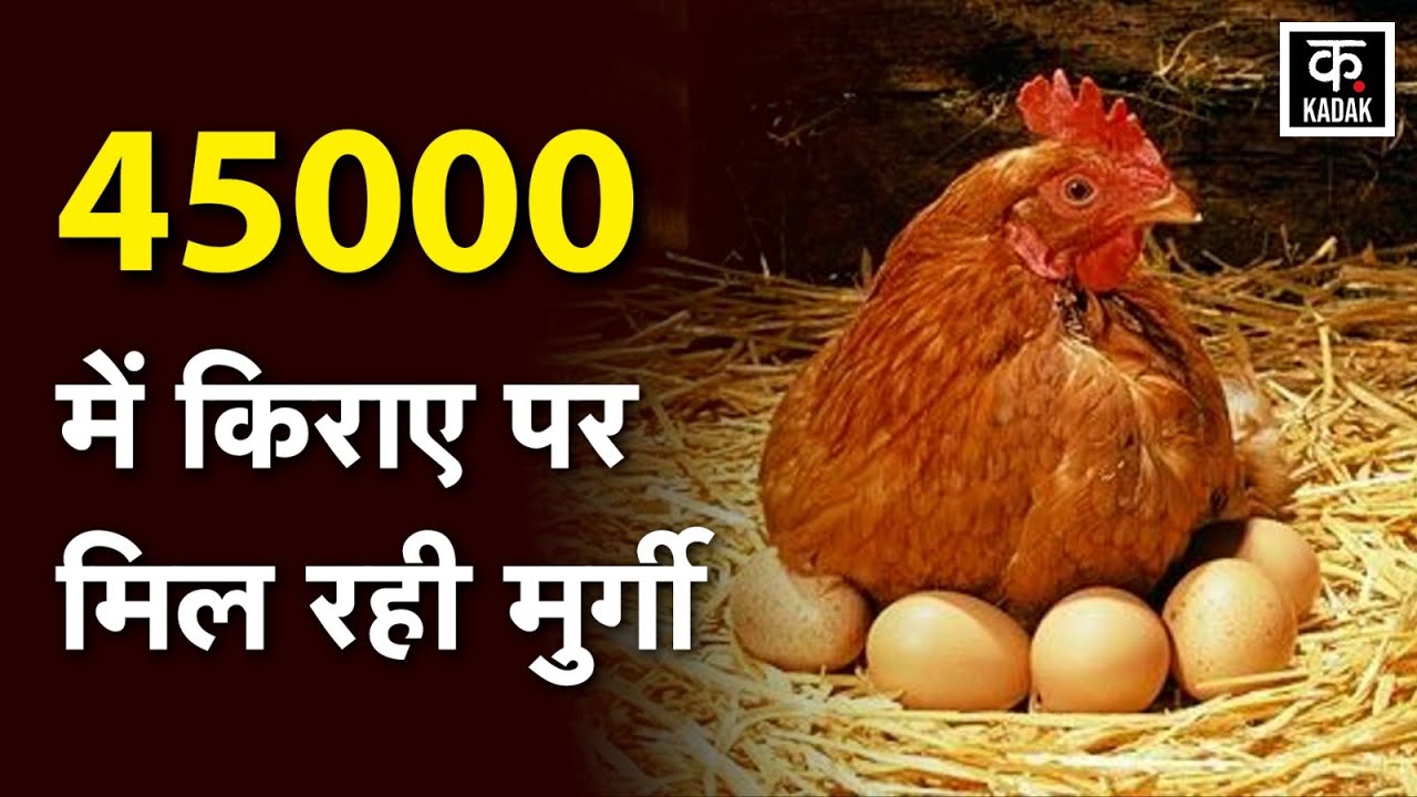 America Egg Price Rise | 45000 में किराए पर मिल रही मुर्गीI Renting ...