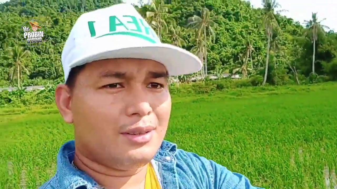 HOW TO AVOID INSECT IN THE RICE FARM? Pagtanggal sa mga damo sa pilapil ...