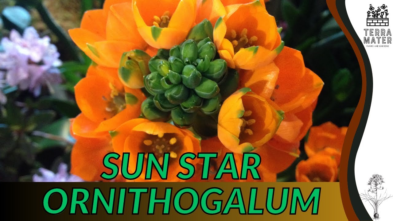 How To Grow A Sun Star Plant Hunker Pinterestcom Star Plants, How To