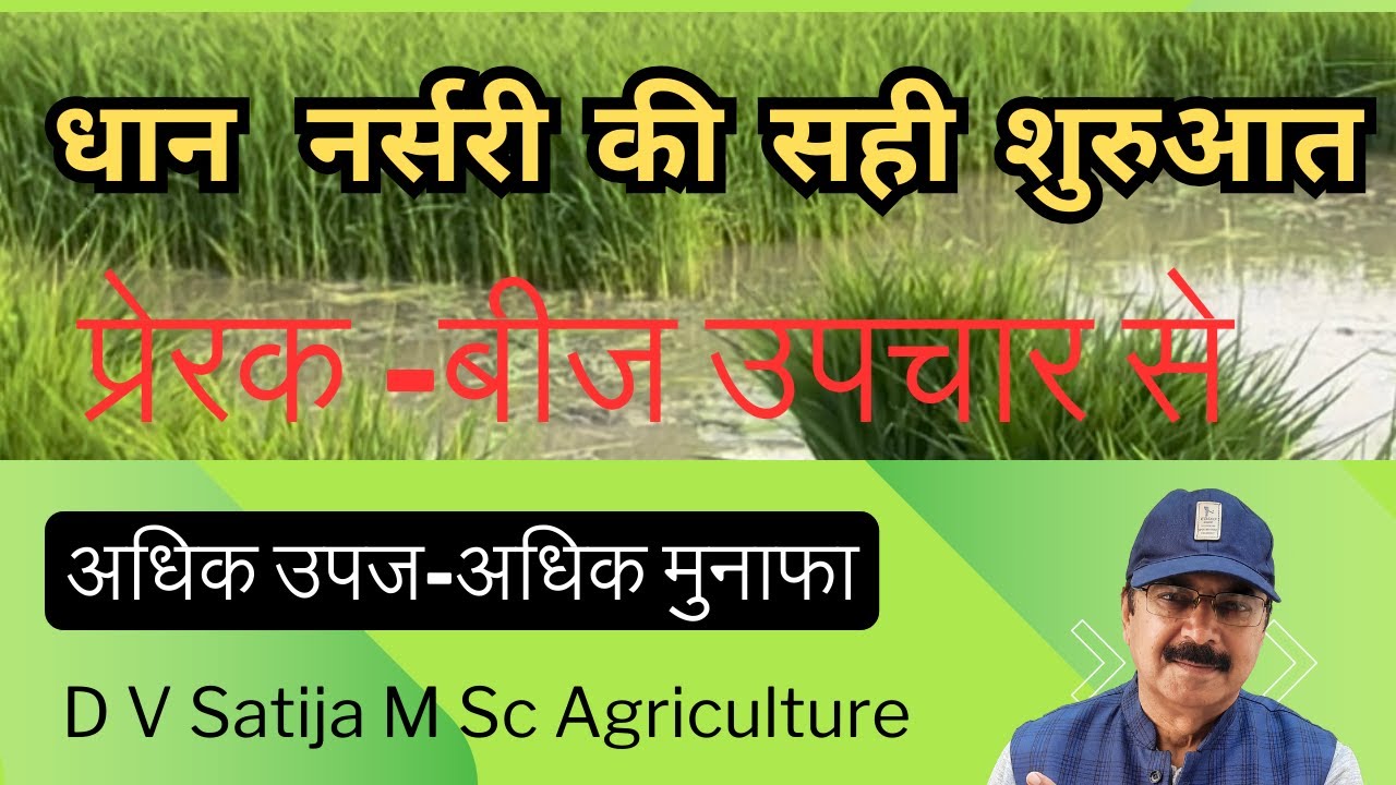 Dhan seed treatment with prerak | psb & kmb bacteria | seed treatment ...