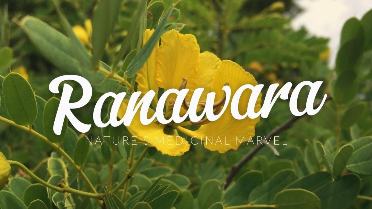 Ranawara | Nature's Medicinal Marvel | Senna auriculata - YouTube