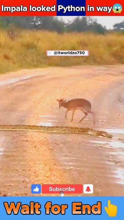 Impala looked Python #animals #facts #shorts - YouTube