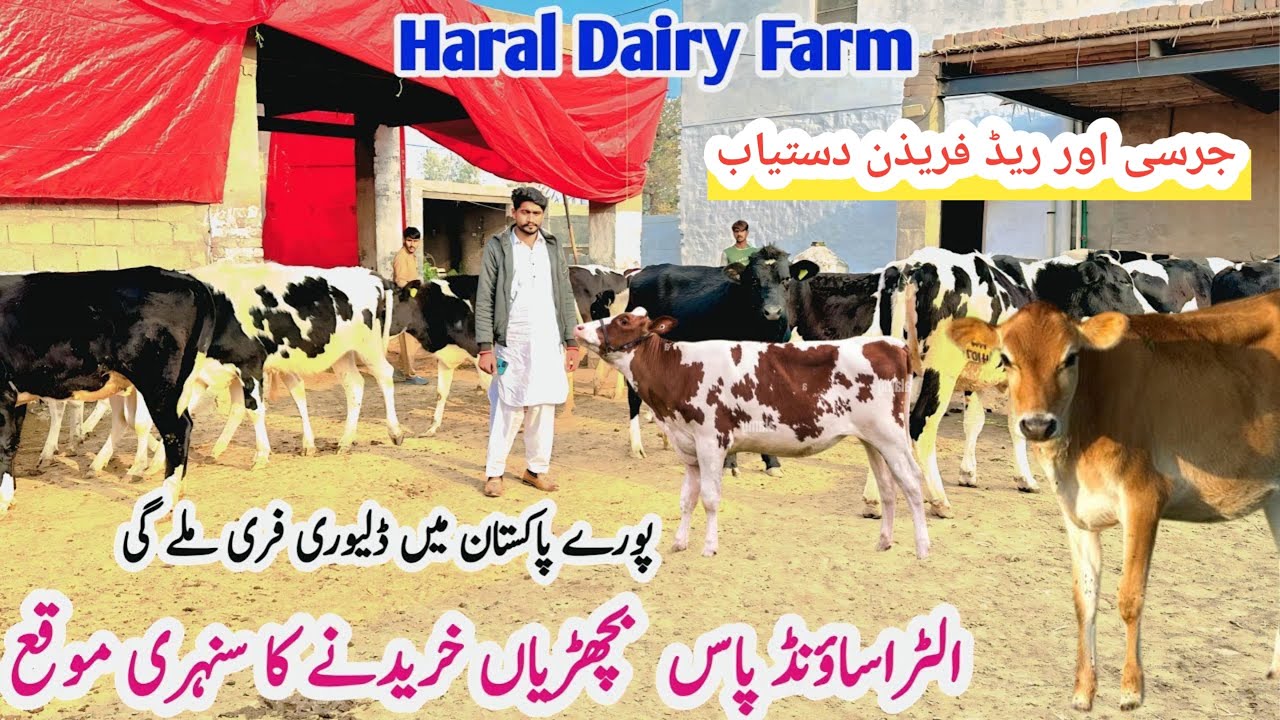 Haral Dairy Farm ||Top Class Jersey And Red Fresian heifers For Sale ...