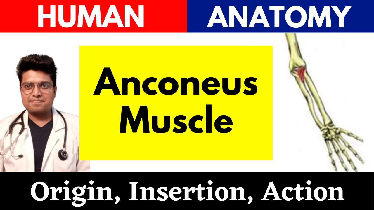 Anconeus Muscle - Origin, Insertion & Innervation - Human Anatomy in ...