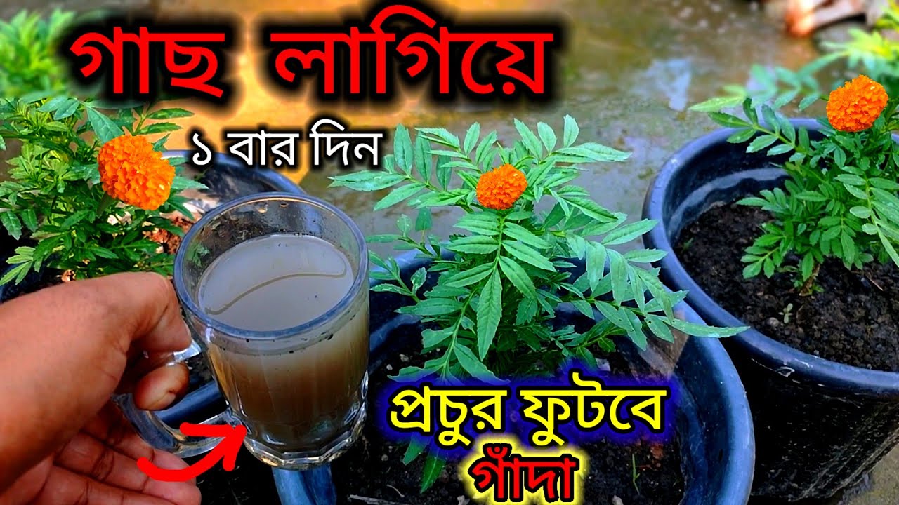 গাছ লাগিয়ে ১ বার দিন এই জিনিস - প্রচুর ফুটবে গাঁদা ফুল | প্রিয় খাবার ...