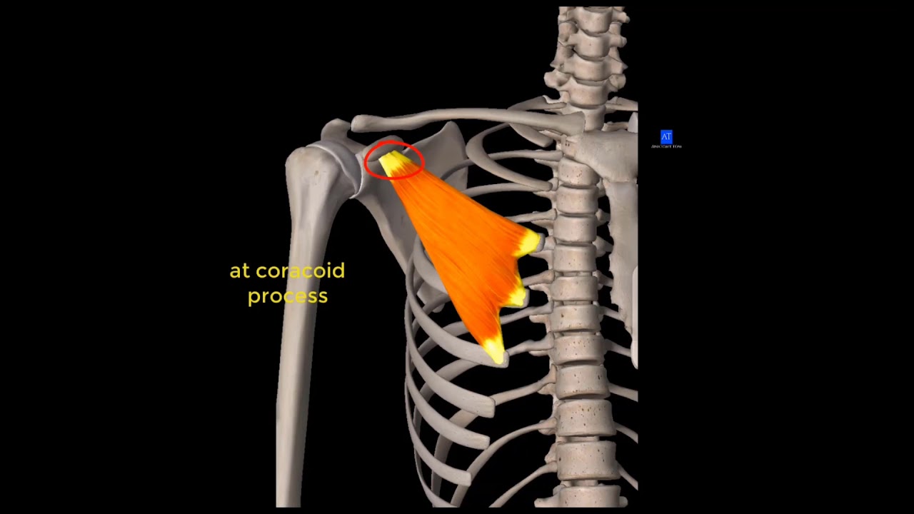 Pect Minor origin, insertion, Nerve supply, movement | Pectoralis minor ...