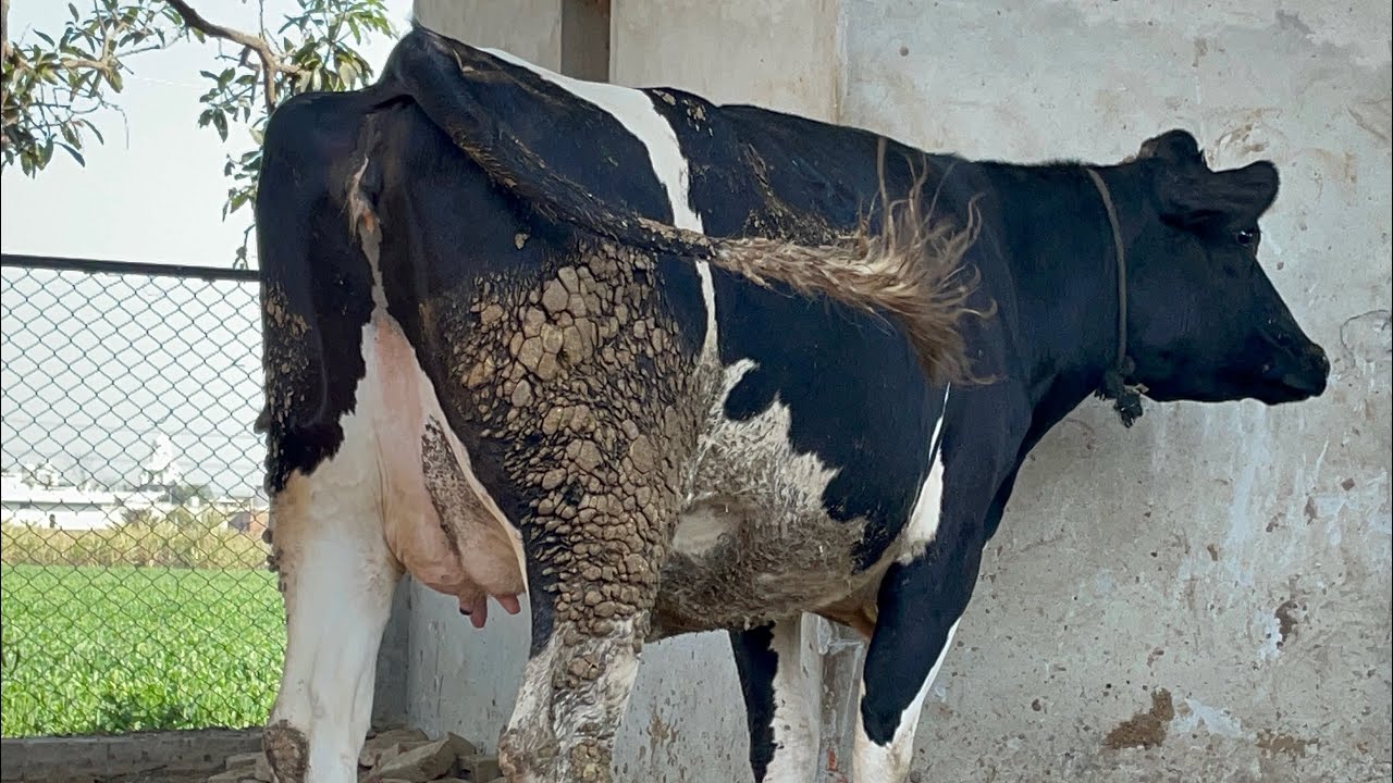 #BREED SELECTION FROM FARMS , New Purchase of Cows Started . - YouTube