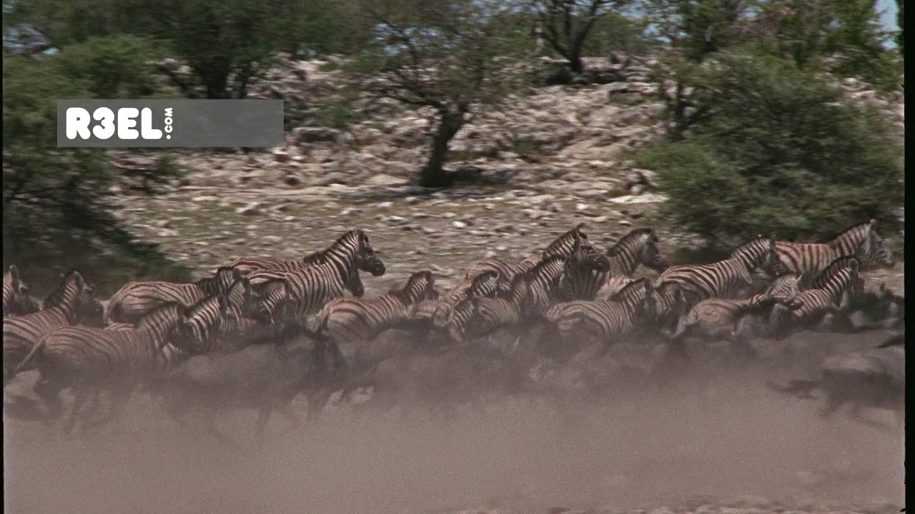 Animal Stampede - YouTube