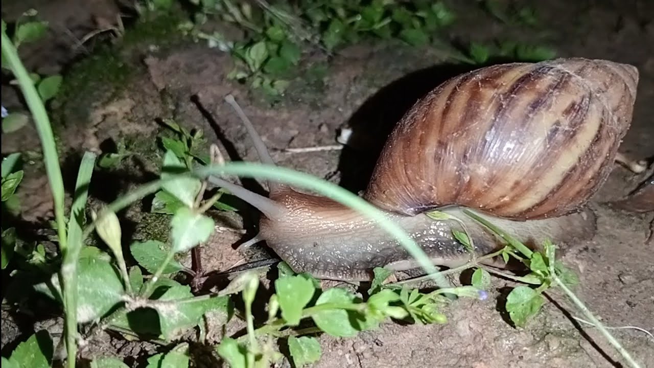 snails siput bekicot - YouTube
