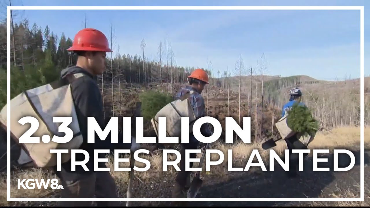 Oregon Department of Forestry finishes Santiam reforestation project ...