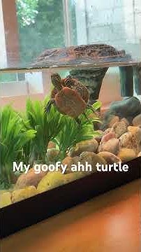 Goofy ahh turtle #turtle #turtles #paintedturtle - YouTube