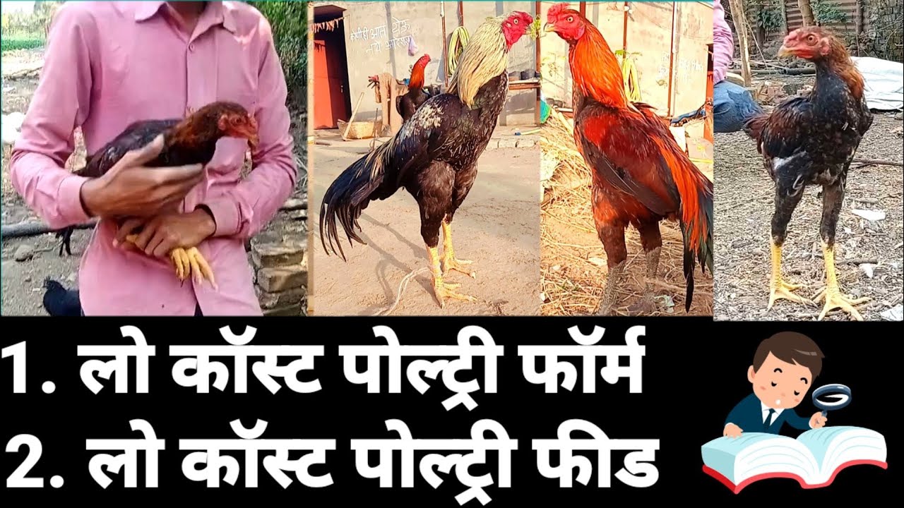 low-cost-poultry-farm-low-cost-poultry-farm-shed-low-cost-poultry