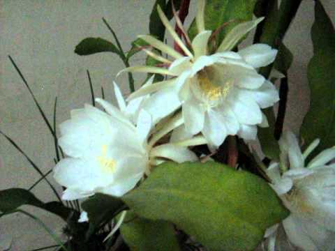 NISHAGANDHI FLOWER 01.08.2011 009.avi - YouTube