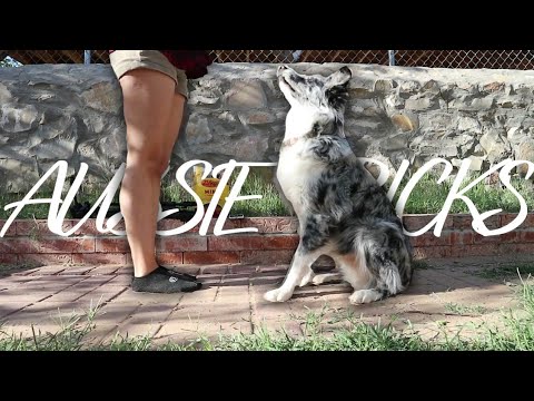 How To Teach Your Australian Shepherd Tricks