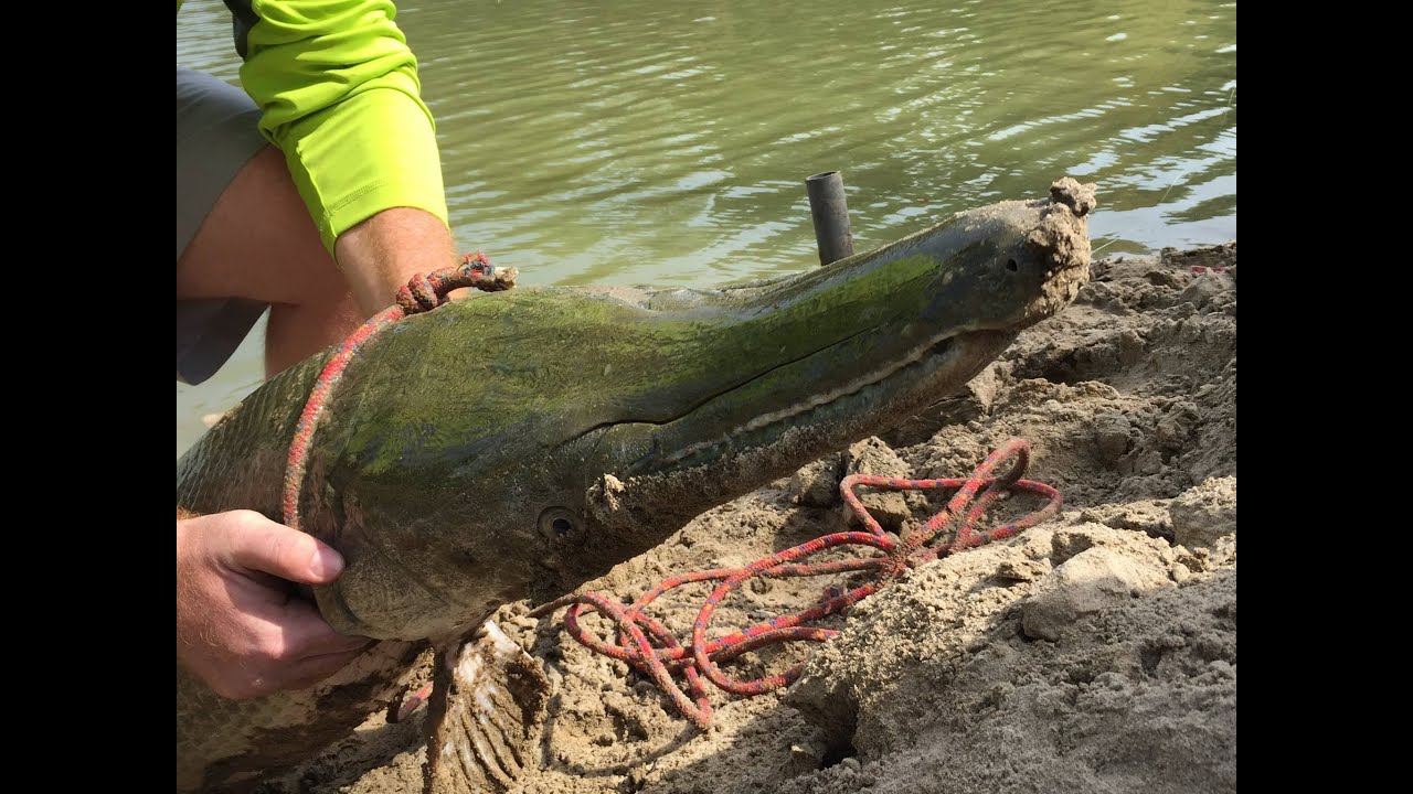 ANOTHER 6 FOOT ALLIGATOR GAR With Catching Dinosaurs Guide Service ...