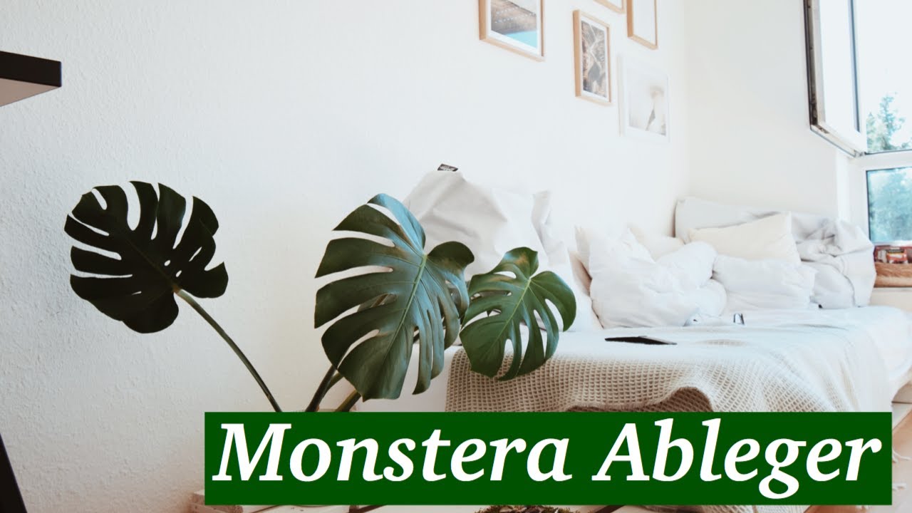 Monstera Ableger schnell und einfach selber machen I Pflanzen Ableger I ...