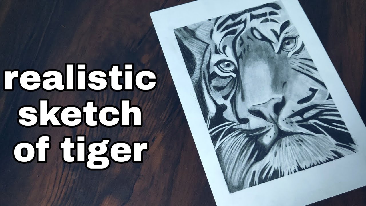 Drawing the sketch of TIGER with graphite😃 (time lapse) from sourav ...