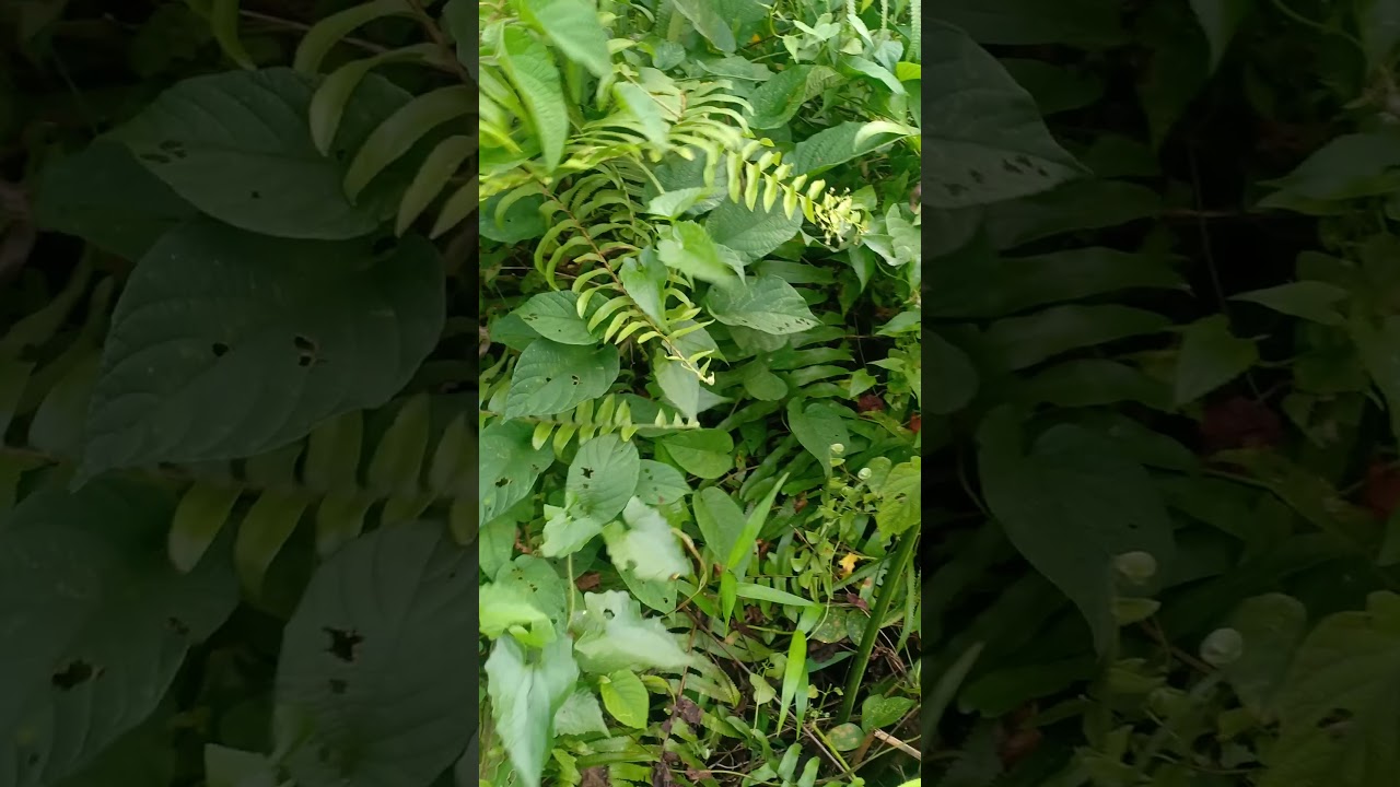 Ulam Paku pakis / cara cari ulam paku pakis / healthy eating vegetables ...