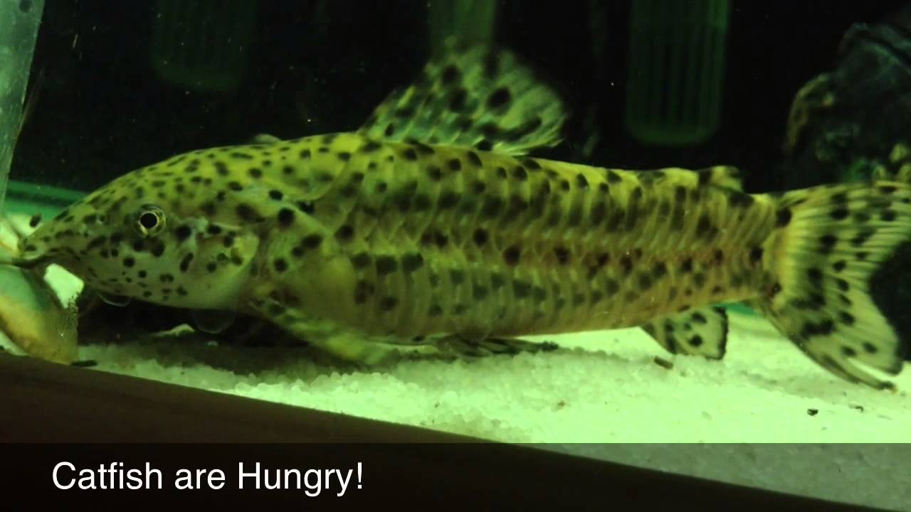 Small Pleco And Large Hoplo Catfish Eating - YouTube