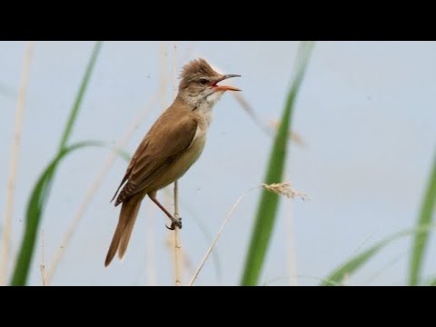 kerak basi alis putih, burung pengicau penghuni rawa basah dan semak ...