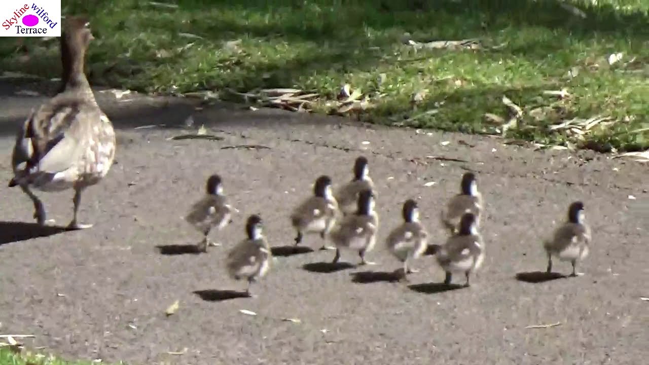 Scared by a dog, Ducklings running to water for safety - YouTube