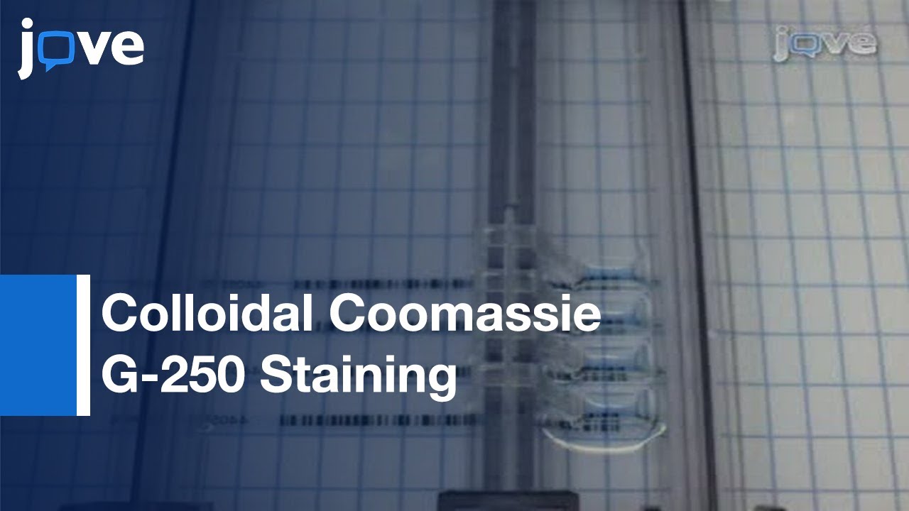 Colloidal Coomassie G-250 Staining: Proteins In Polyacrylamide Gels l ...