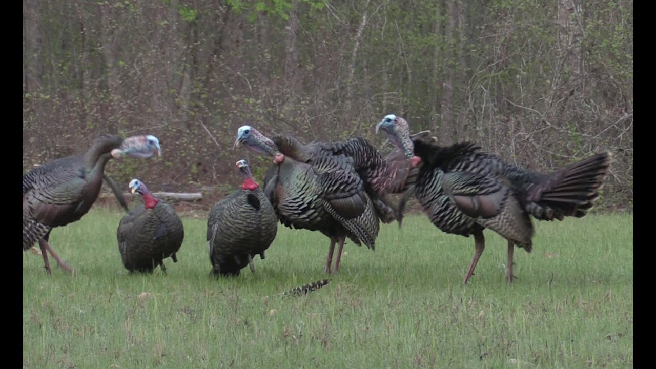 Turkey 2022 Opening Day - YouTube