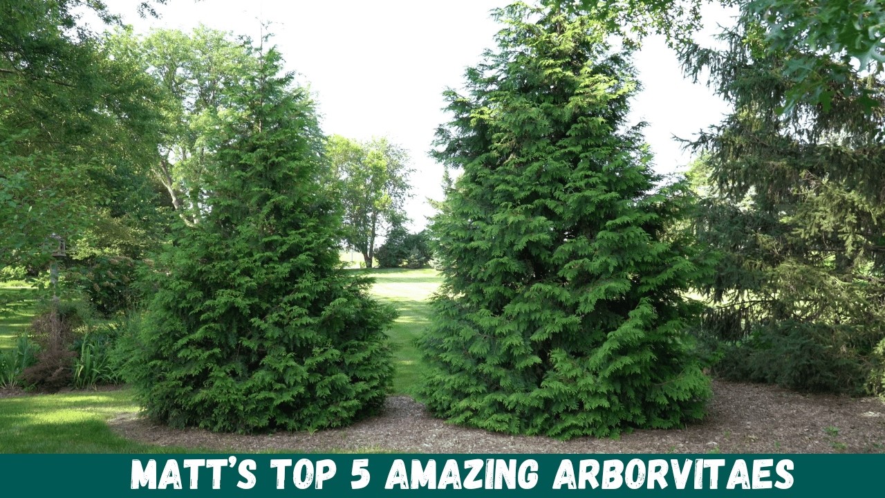 Spring Grove Arborvitae Growth Rate