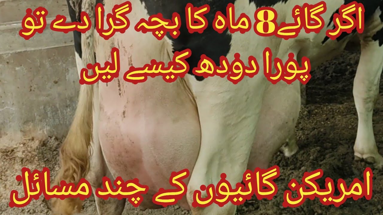 Maximum milk from cows after abortion I Cow delivered calf at 8 month I ...