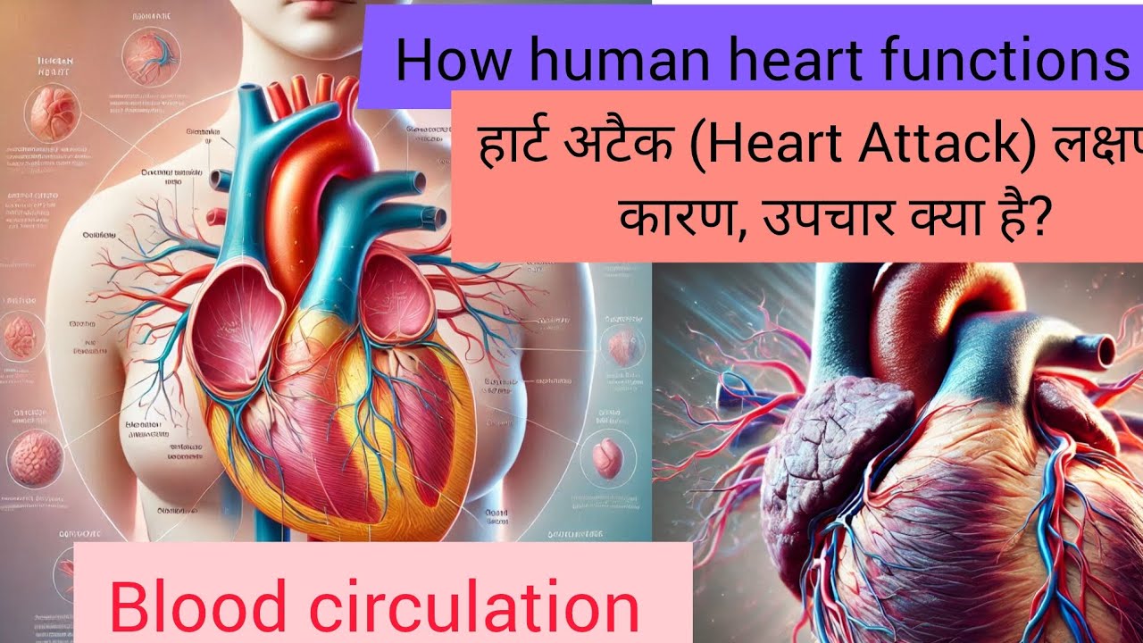 Human heart| functioning, blood circulation. Gs explanation #heart # ...