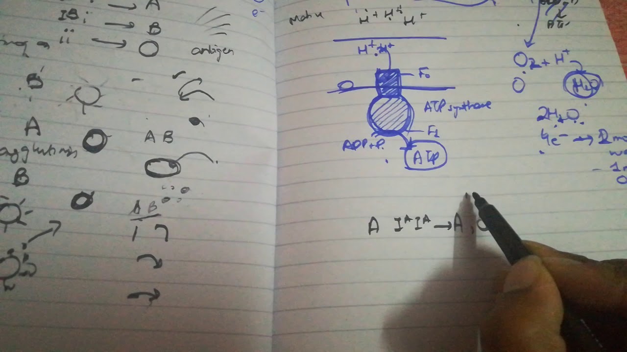 BLOOD GROUPSYSTEM ch 36 guyton part 2 - YouTube