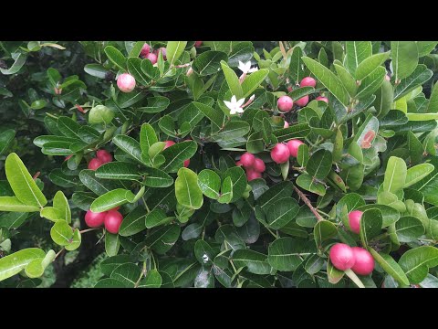 Eating Carissa carandas from the toxic family Apocynaceae