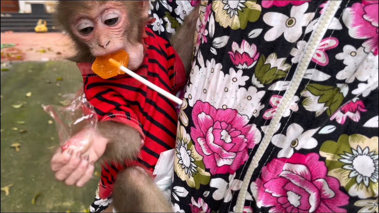 Monkey Baby Bon | Beautiful Bon Bon monkey picking fruit to eat, smart ...