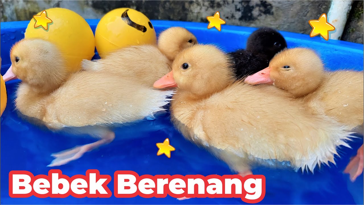 BEBEK BERENANG WEK WEK WEK , POTONG BEBEK ANGSA GERAKAN , LAGU BEBEK ...